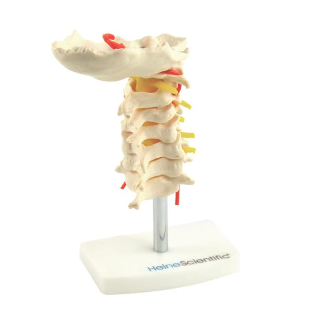 Modelo anatómico columna cervical - Valdán Material Médico